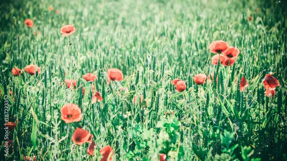 Field with green shoots of grain and poppy flowers, green color with ...