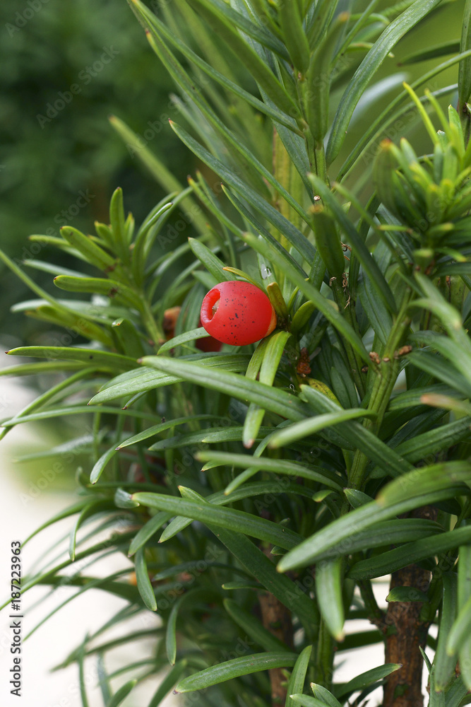 Taxus baccata Fastigiata Robusta Stock Photo | Adobe Stock