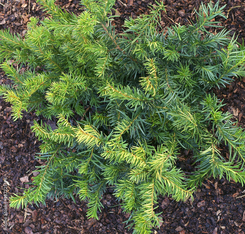 Taxus baccata Repandens Stock Photo | Adobe Stock