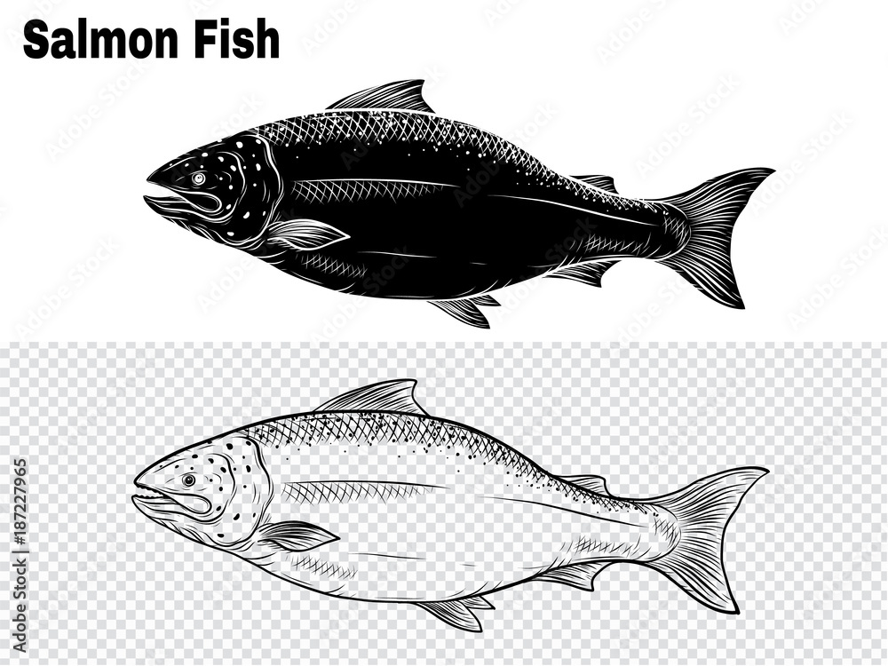 Salmon art highly detailed in line art style.Fish vector by hand ...