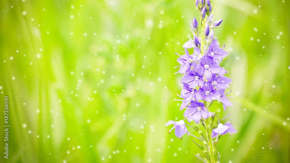 Beautiful purple meadow flower on a blurred green background with many ...