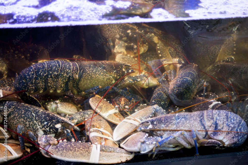 Closeup and Selective Focus of Giant Mud Crabs Scylla serrata also ...