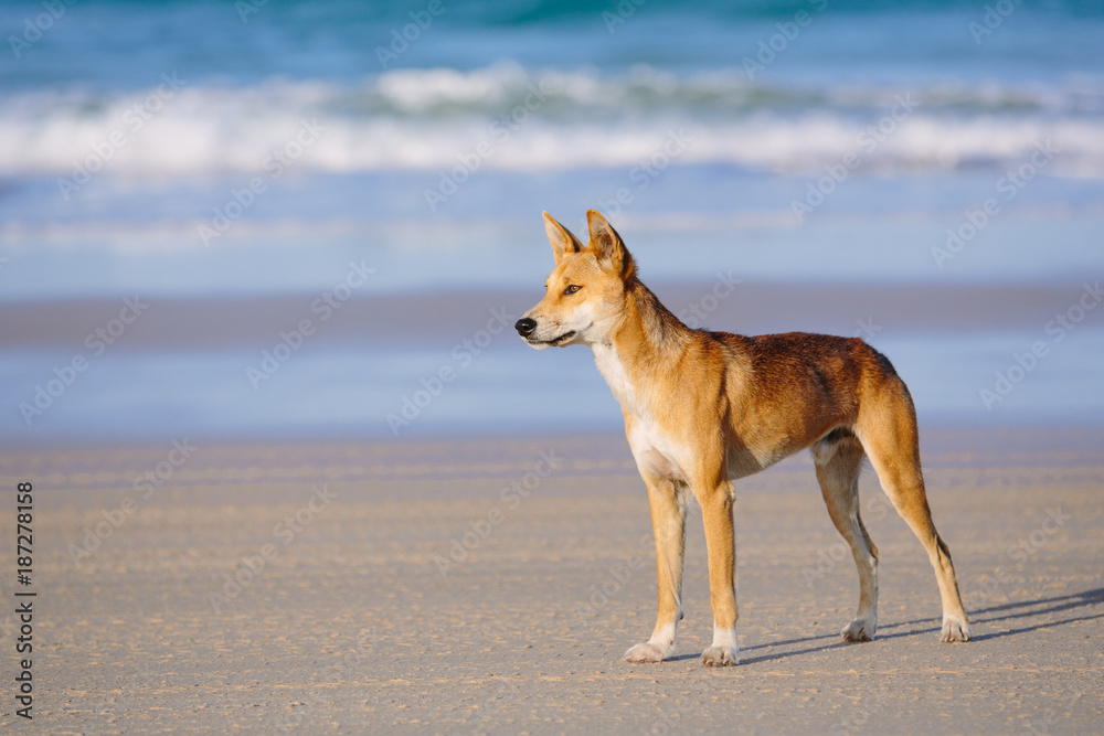 Poster Dingo on the beach in Great Sandy National Park, Fraser Island ...