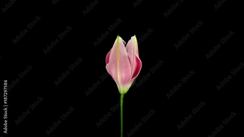 Time-lapse of growing, opening and rotating pink lily 1a1 in PNG+ ...