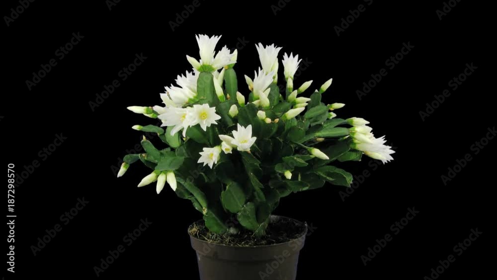 Time-lapse of rotating, growing and blooming white Easter ...