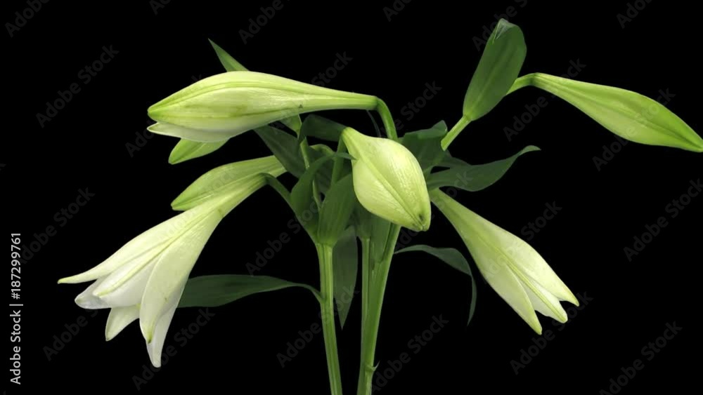 Time-lapse of growing, opening and rotating white lily (Lilium ...