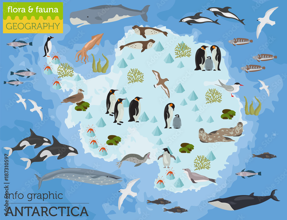 Antarctic, Antarctica, flora and fauna map, flat elements. Animals ...
