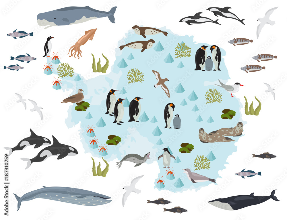 Antarctic, Antarctica, flora and fauna map, flat elements. Animals ...