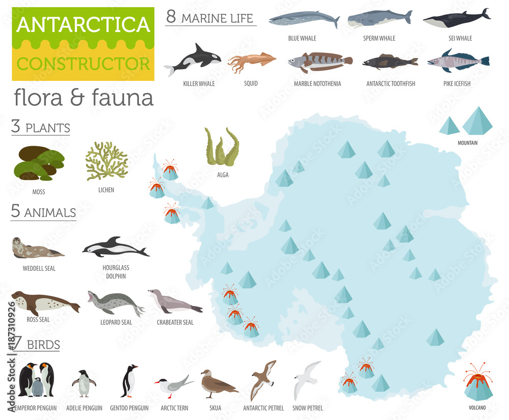Antarctic, Antarctica, flora and fauna map, flat elements. Animals ...