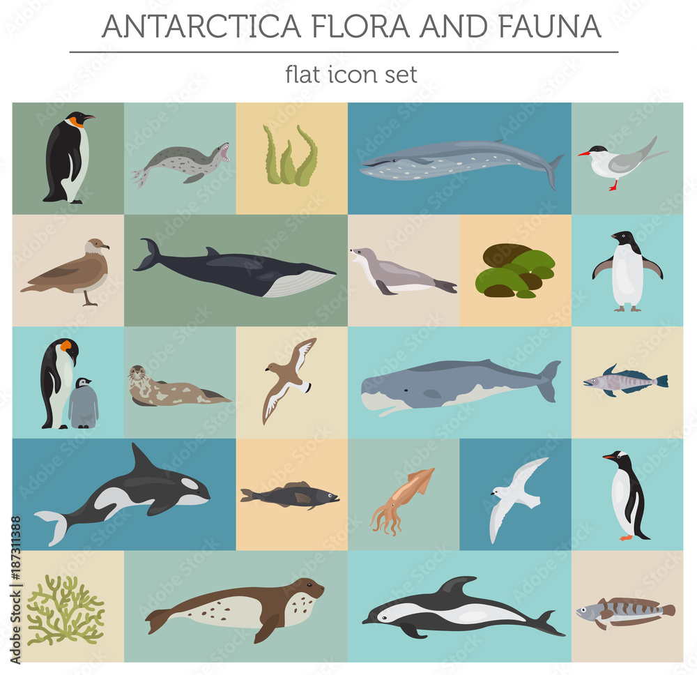 Antarctic, Antarctica, flora and fauna map, flat elements. Animals ...