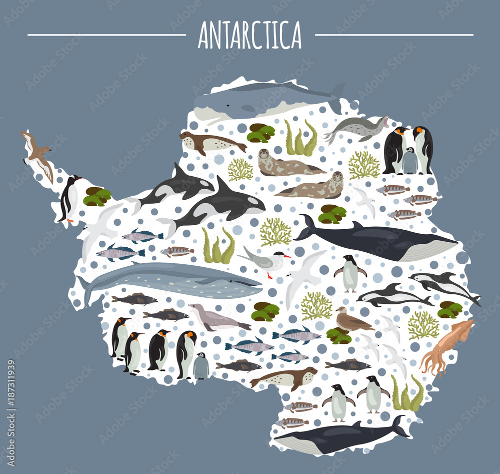 Antarctic, Antarctica, flora and fauna map, flat elements. Animals ...