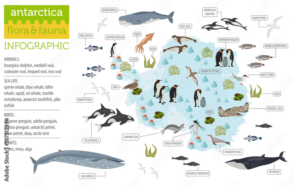 Antarctic, Antarctica, flora and fauna map, flat elements. Animals ...