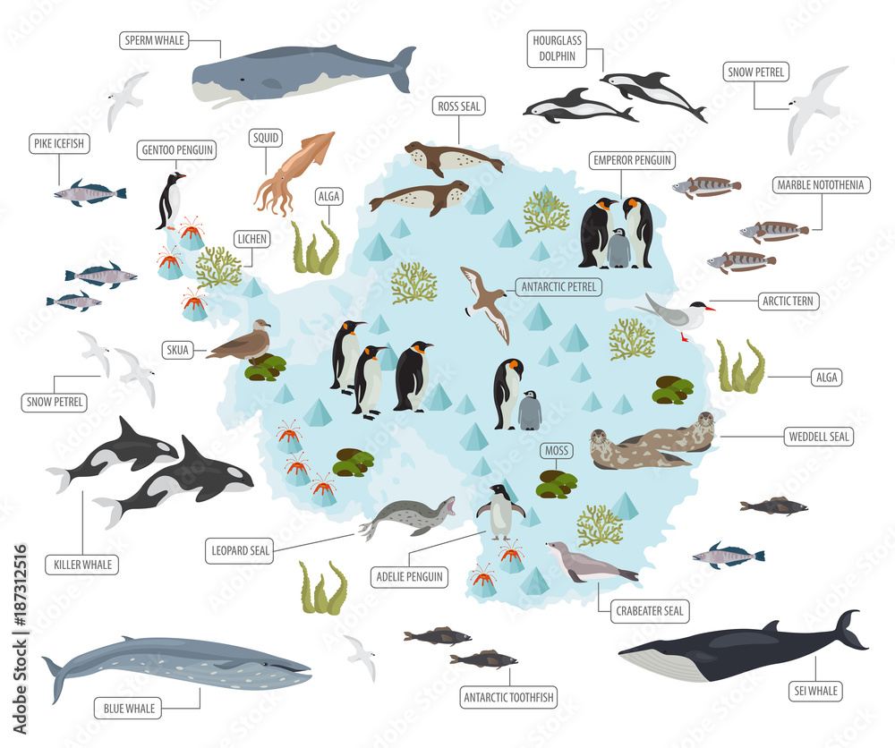 Antarctic, Antarctica, flora and fauna map, flat elements. Animals ...
