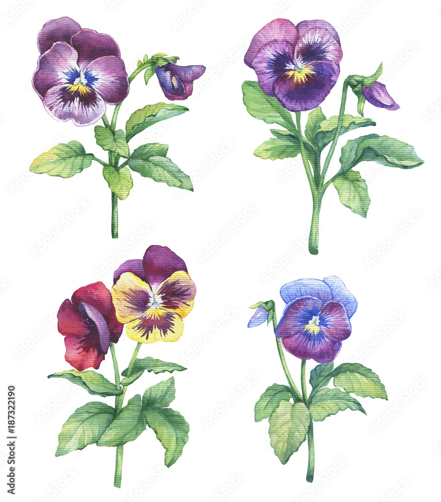 Set of the garden pansy flower (Violet, Viola, heartsease, kiss-me ...