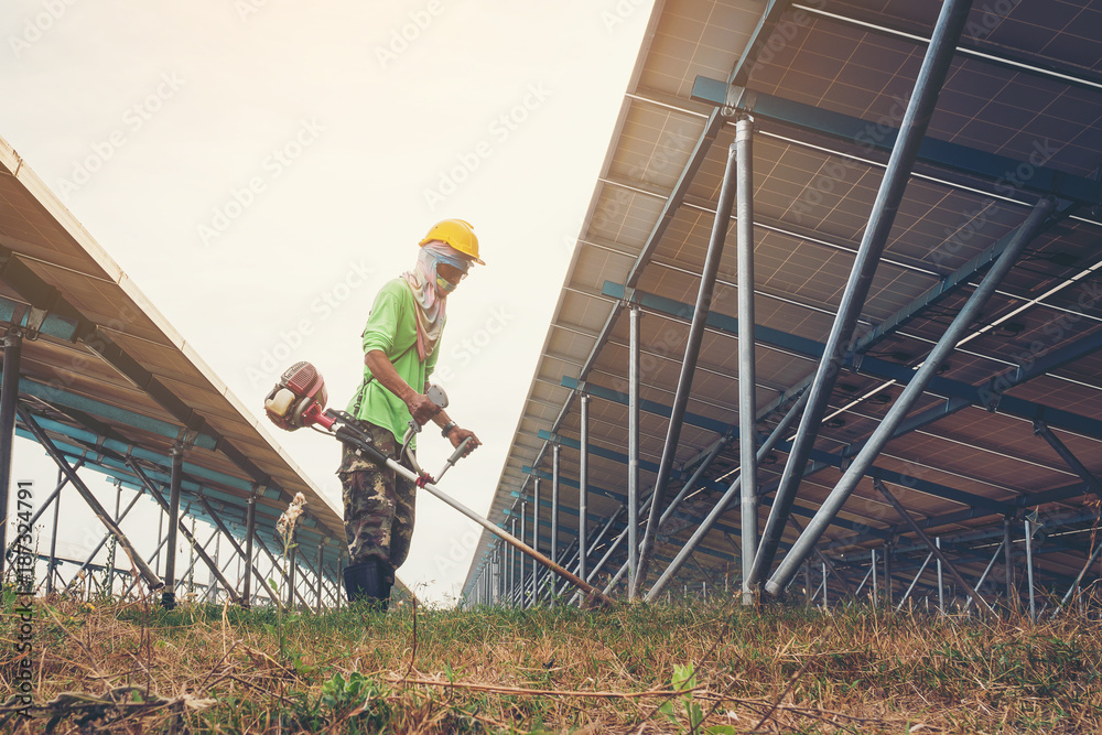 labor working on cleaning plant at solar power plant; operation team ...