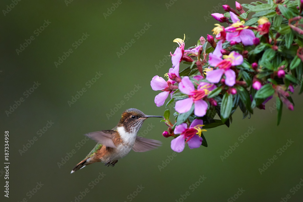 Volcano hummingbird, Selasphorus flammula, small and rare endemit to ...