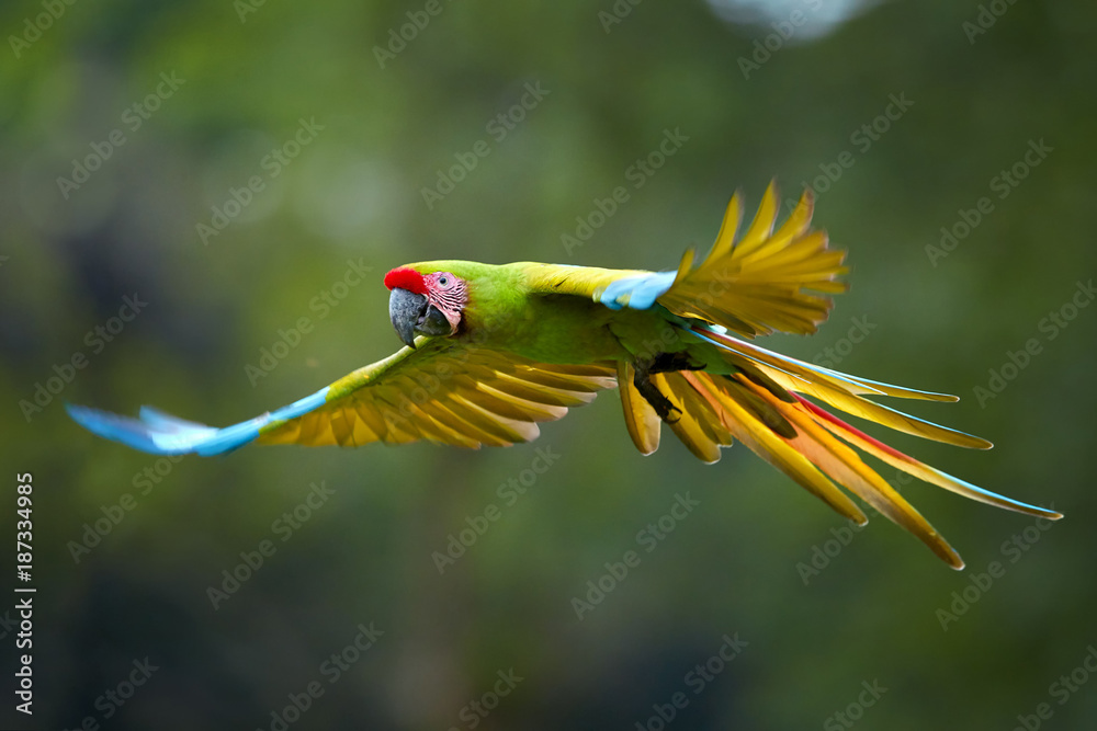 Great Green Macaw Flying