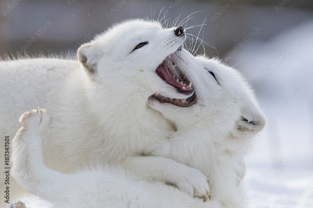 Arctic fox fighting in winter Stock Photo | Adobe Stock