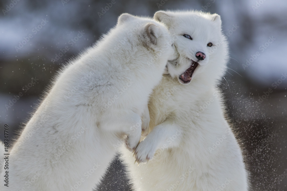 Arctic fox fighting in winter Stock Photo | Adobe Stock