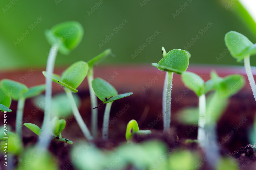 basil sprouts have sprouted Stock-Foto | Adobe Stock