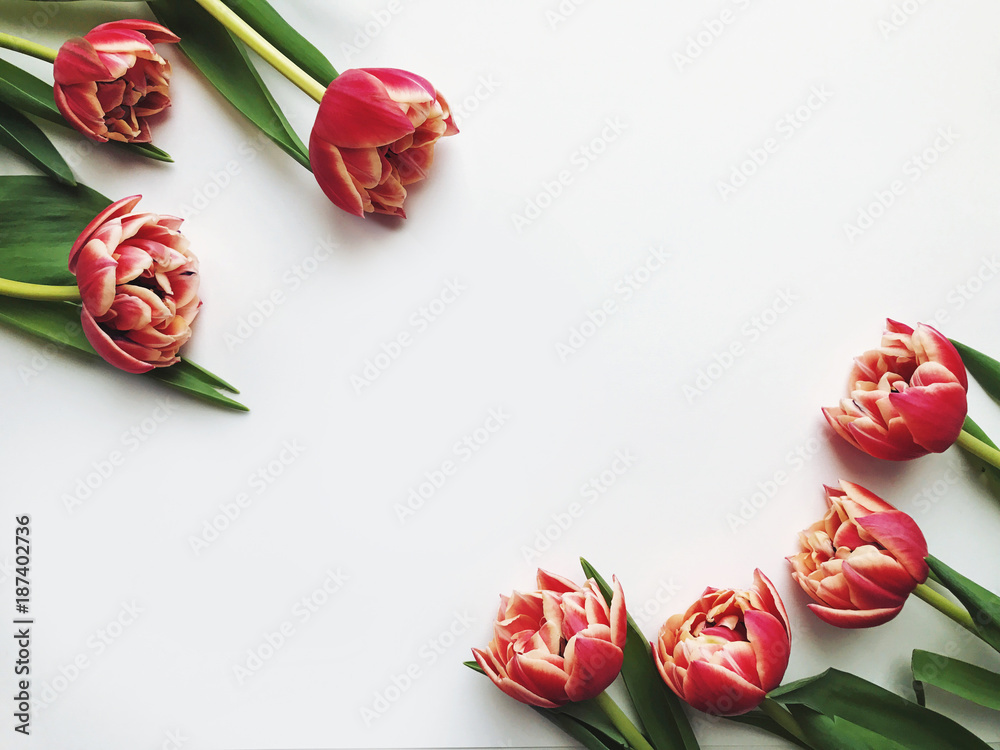 Tulip background Stock Photo | Adobe Stock
