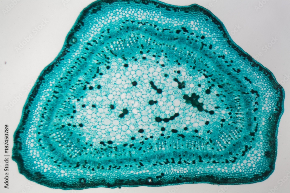 Cross section of a cotton stem Stock Photo | Adobe Stock