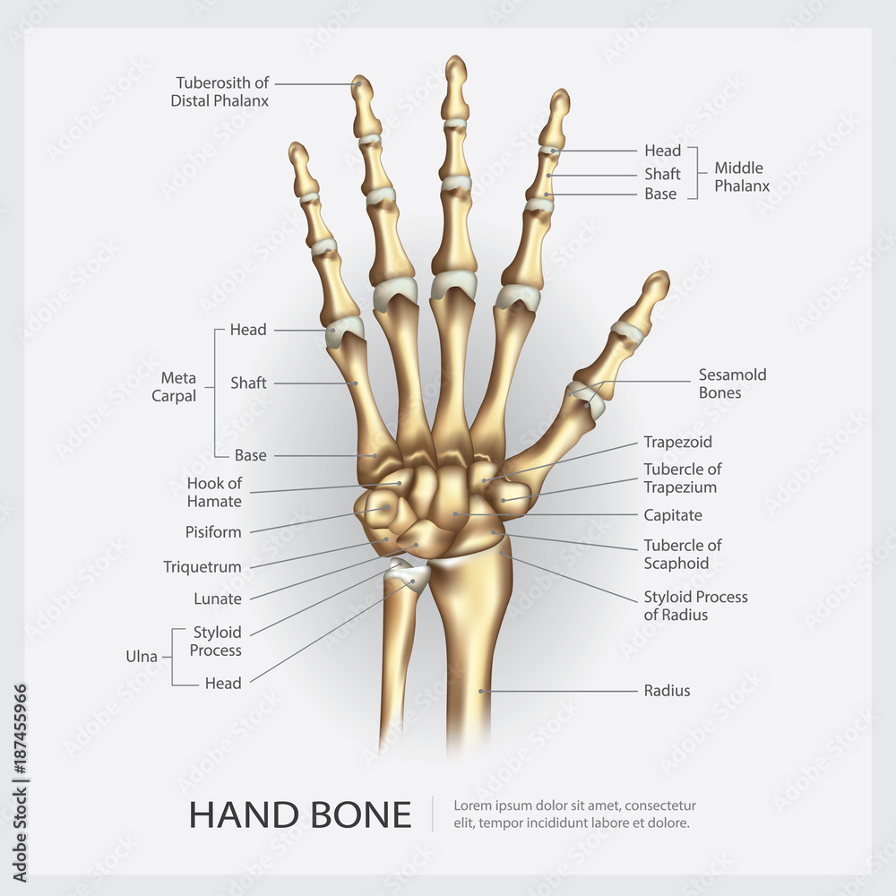 Hand Bone with Detail Vector Illustration Stock Vector | Adobe Stock
