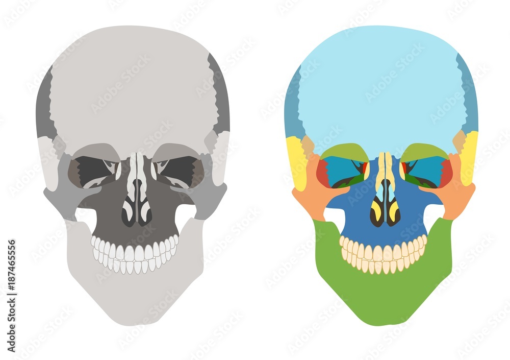 human skull front view. isolated on white background Stock Vector ...