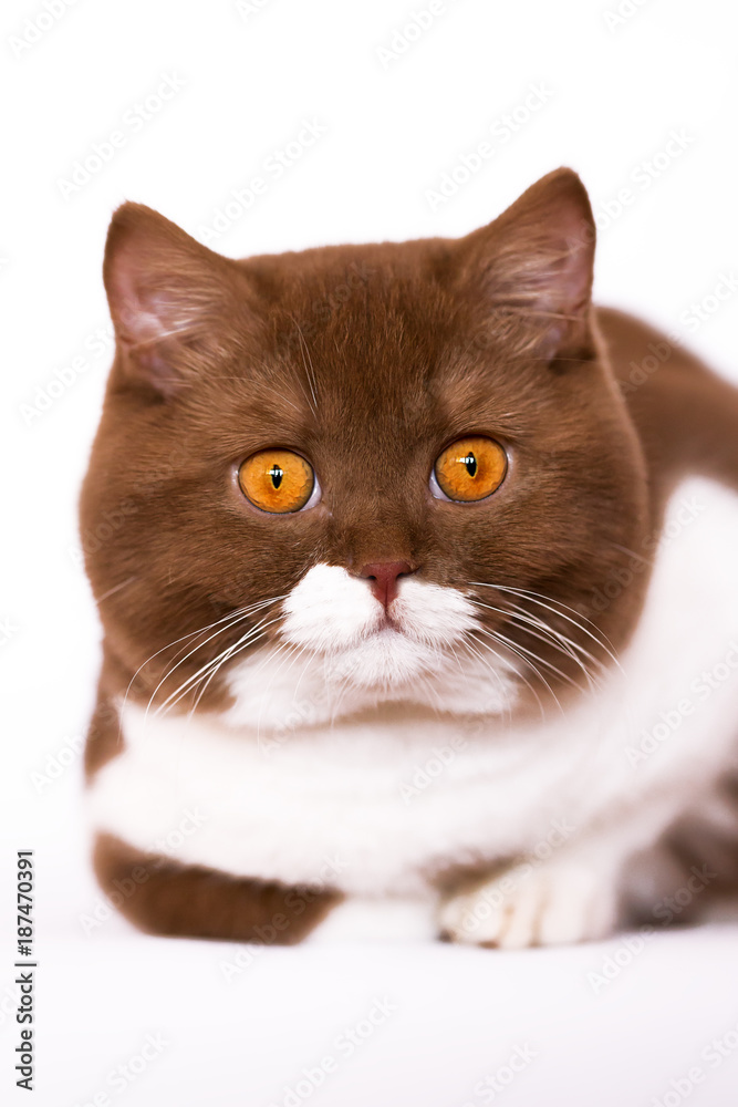 Gesicht von einem BKH Kitten Kater, 5 Monate, in cinnamon-white Stock ...