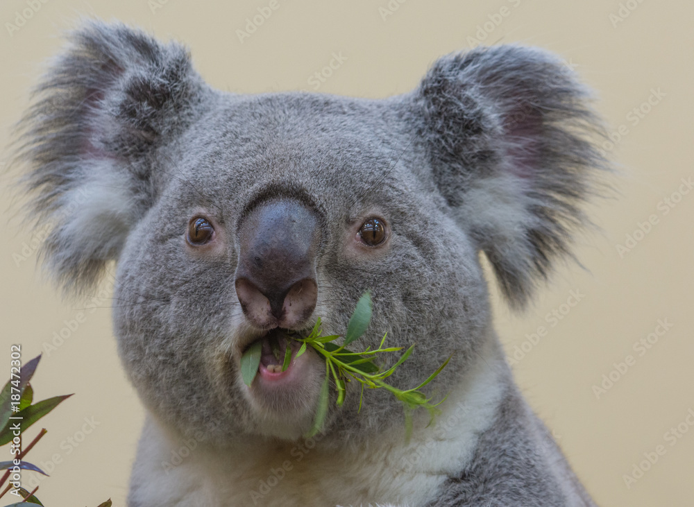 Koala eating - Closeup Stock Photo | Adobe Stock