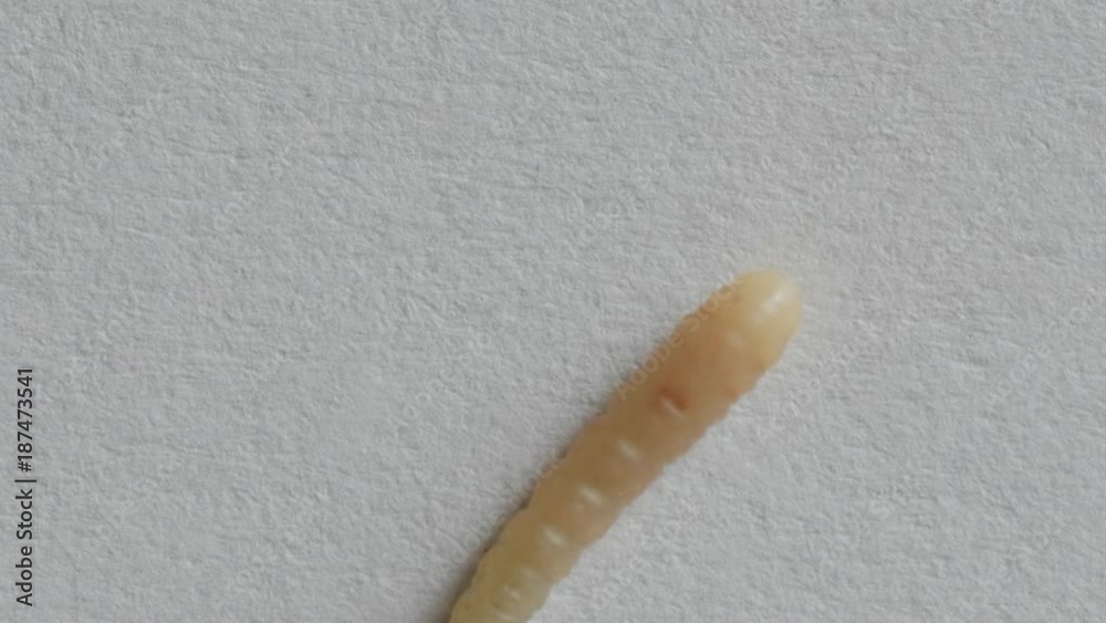 worm, caterpillar, grub, larva, maggot of food moth vídeo do Stock ...