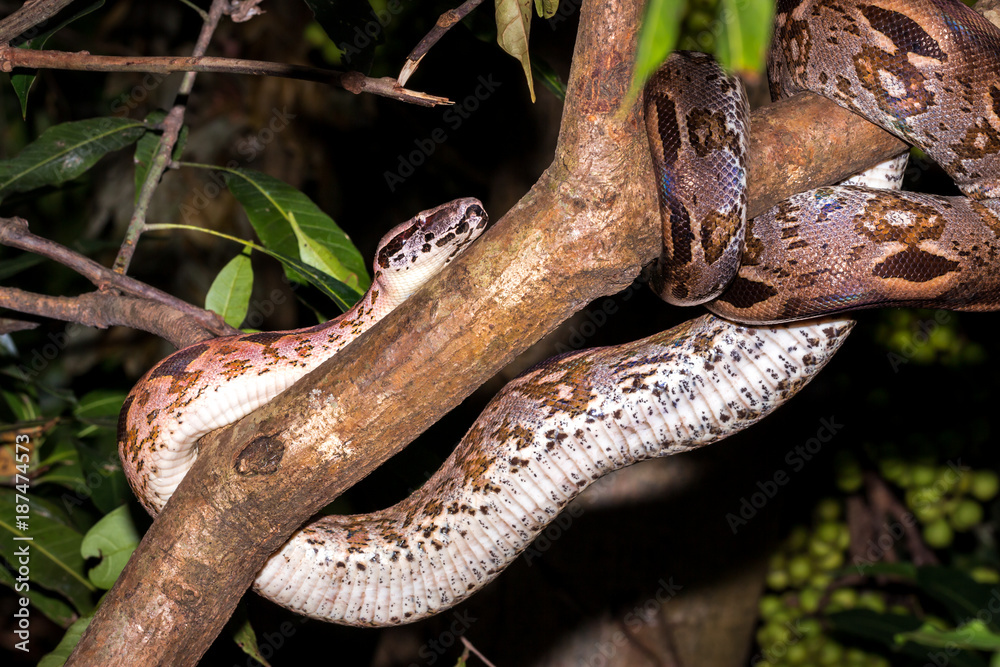Madagascar ground boa (Acrantophis madagascariensis) in a tree, Nosy ...