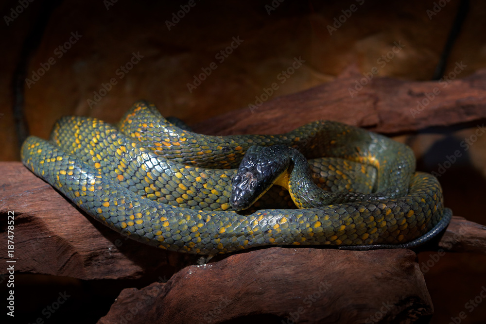 Puffing Snake, Pseustes poecilonotus, in dark habitat. Non venomous ...
