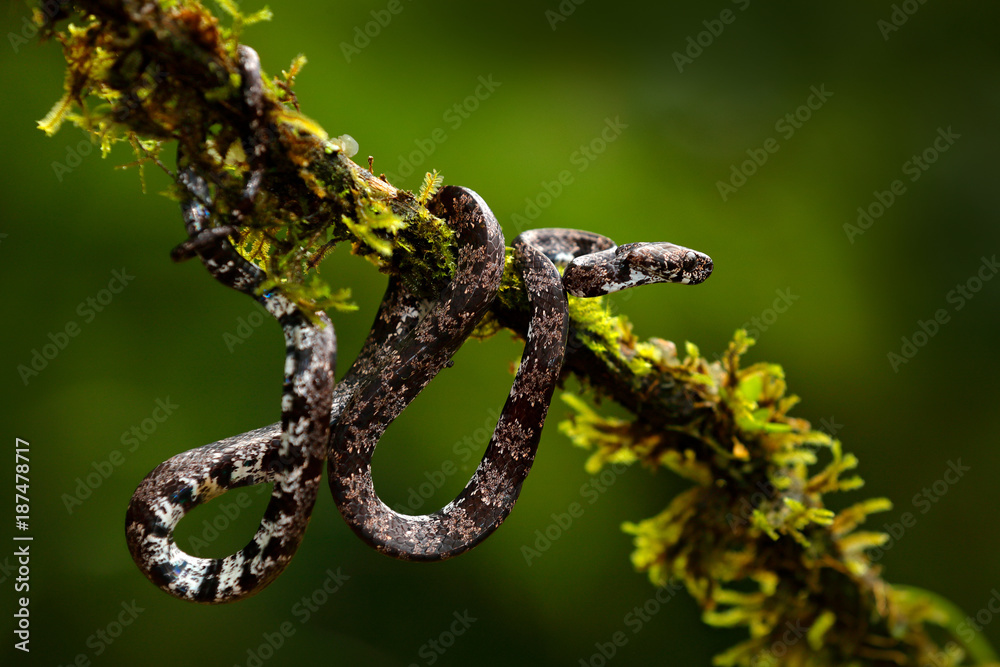 Puffing Snake, Pseustes poecilonotus, in dark habitat. Non venomous ...