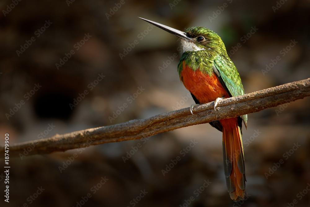 Rufous-tailed Jacamar, Galbula ruficauda, green and orange bird with ...