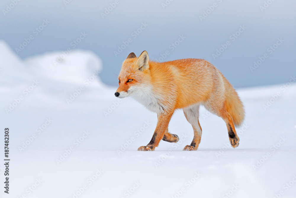 Red Fox Hunting In Snow