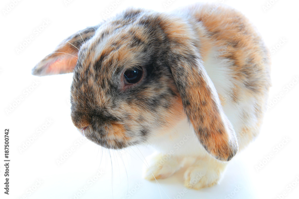 Rare rabbit color. Orange black white dwarf lop widder bunny with ...
