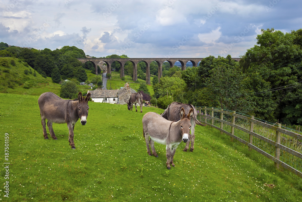 Thornton Farm and Viaduct Stock Photo | Adobe Stock