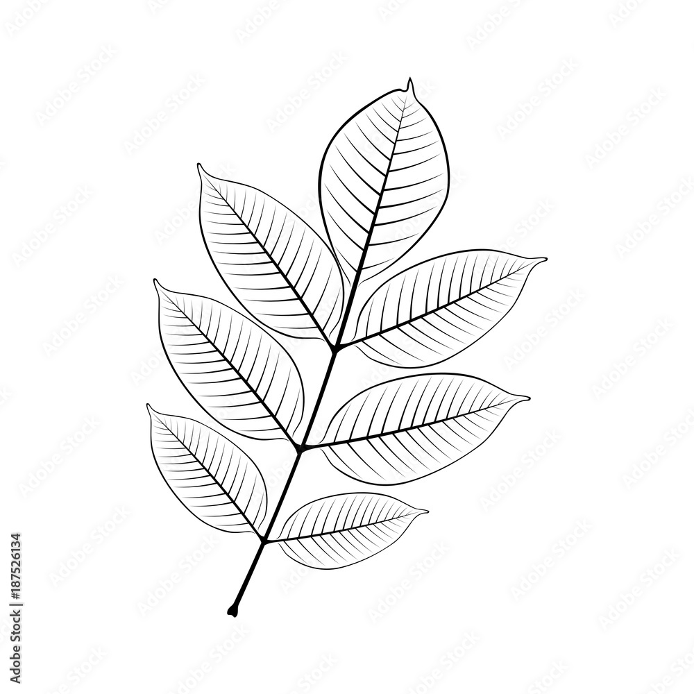 Ash Leaf Outline