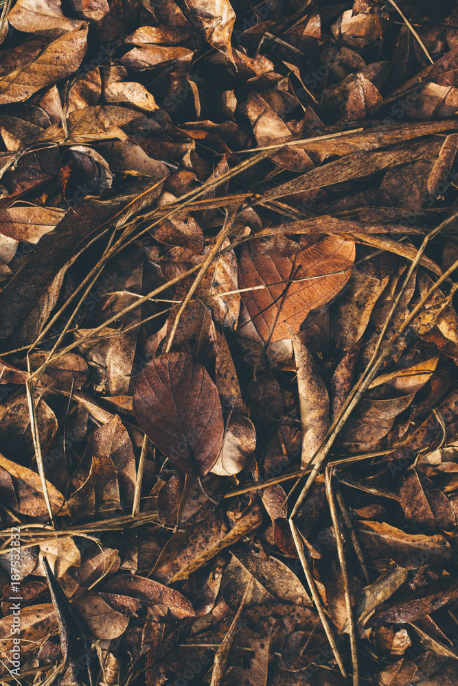 Fallen flowers Stock Photo | Adobe Stock