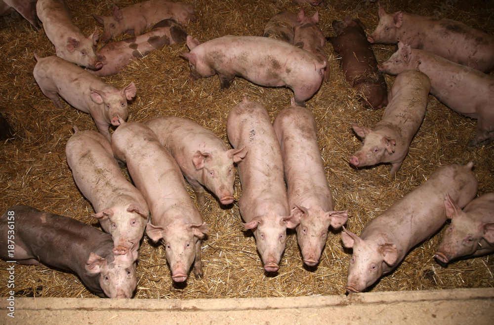 Piglets growing up at an industrial animal farm Stock Photo | Adobe Stock