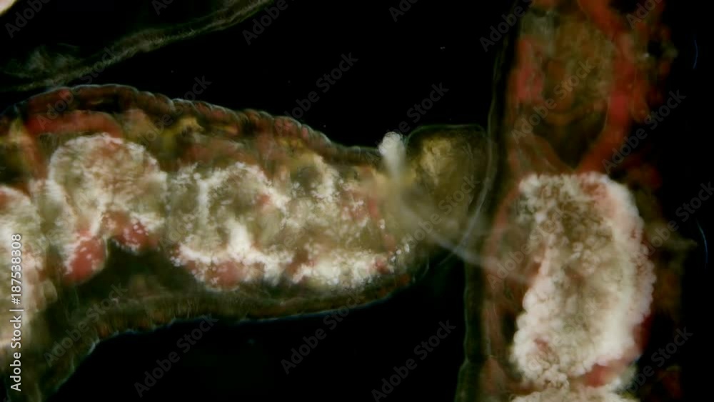 a transparent larva under the microscope, with internal organs, as is ...