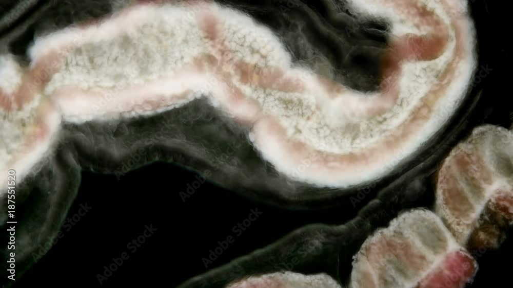 a transparent larva under the microscope, with internal organs, as is ...