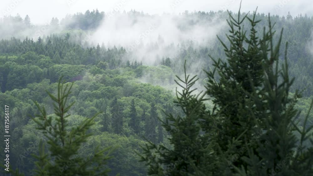 Water cycle - fog drip sublimination Effects on climate Evaporation In ...