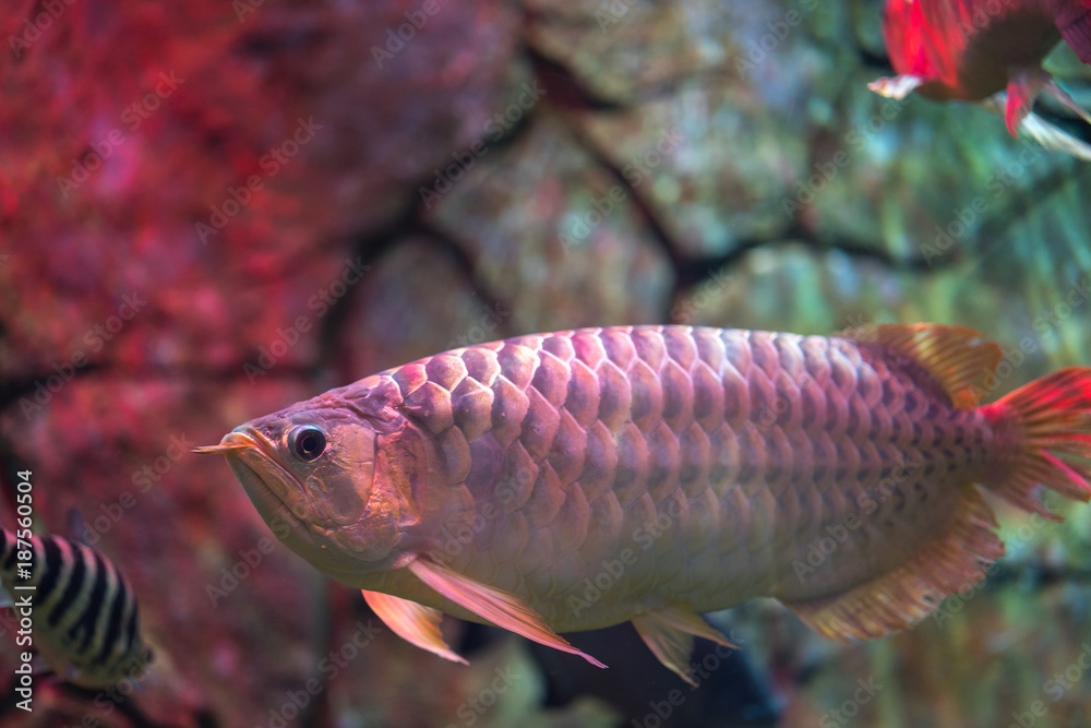 Red arowana fish Stock Photo | Adobe Stock
