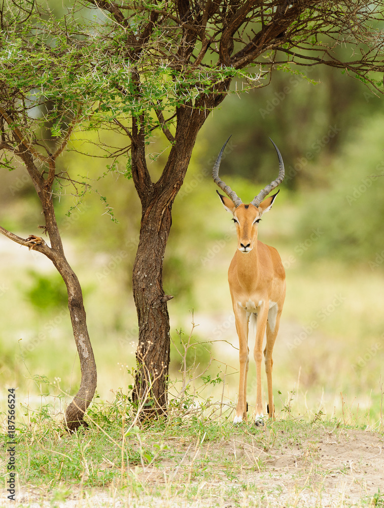 Closeup of Impala (scientific name: Aepyceros melampus, or "Swala pala ...