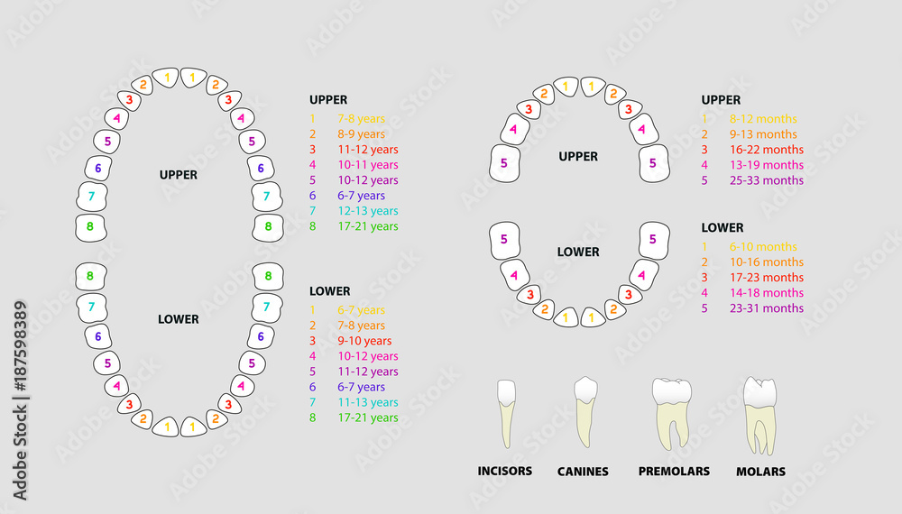 Set of human tooth anatomy, the location of teeth in humans - adult ...