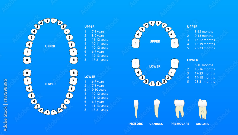 Set of human tooth anatomy, the location of teeth in humans - adult ...