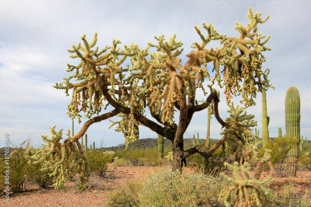Chain Fruit Cholla