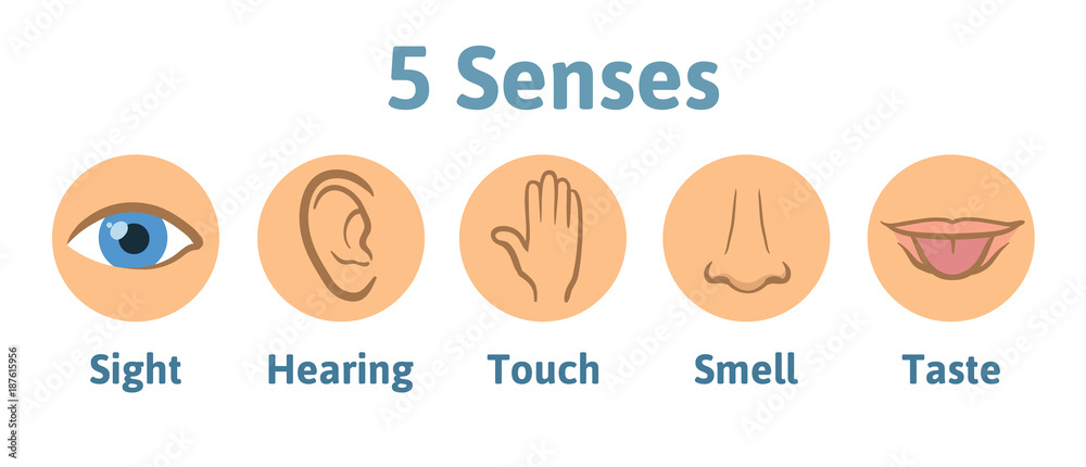 Sense Of Hearing Pictures